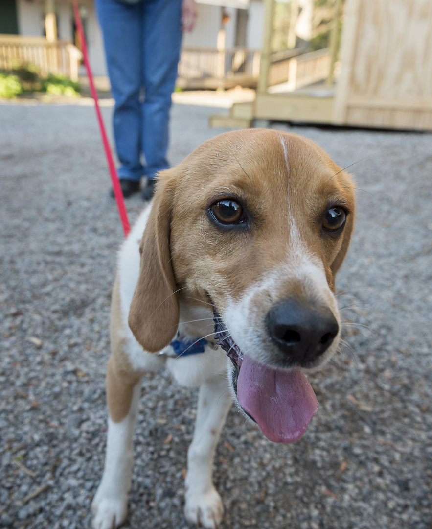 Hierarchy 101 | Understanding Your Dog